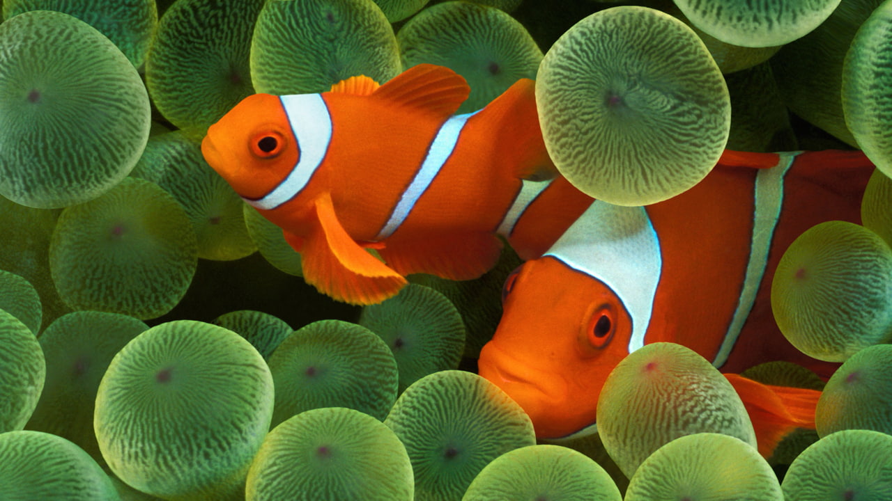 The Old Apple Clown Fish Wallpaper Upscaled To [5120x3200], 55% OFF